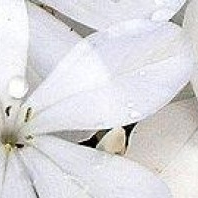 craughing | Craughing is the art of laughing and crying at the same ...